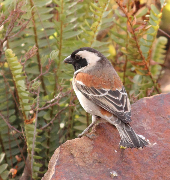 Cape sparrow | Project Noah