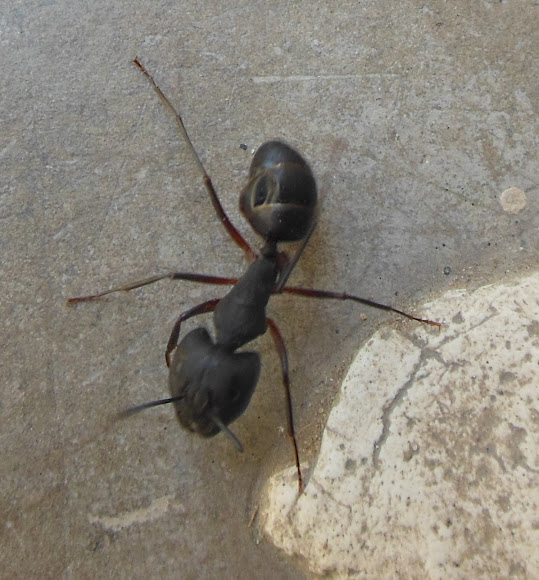 carpenter ant | Project Noah