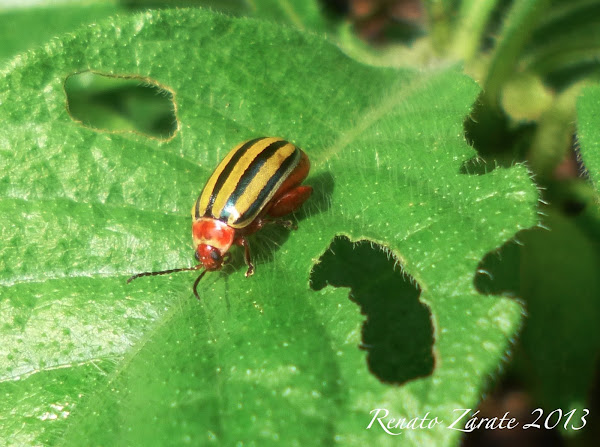 Leaf Beetle | Project Noah