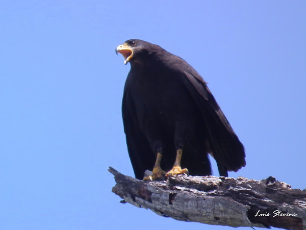 Great Black Hawk | Project Noah