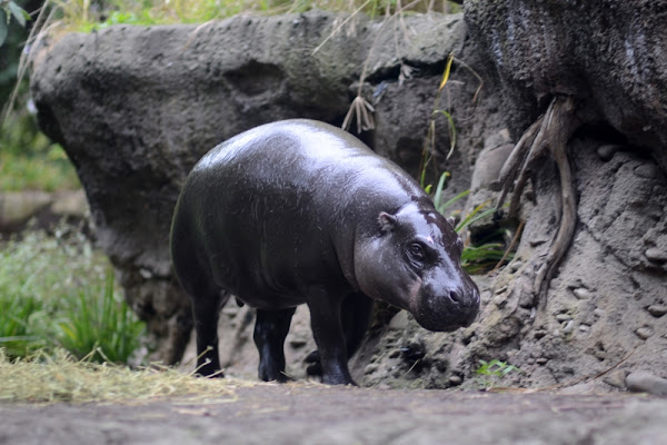 Pygmy hippopotamus | Project Noah