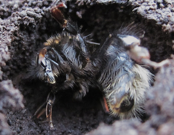Barbut's Cuckoo-bee (in the hibernation-hideout) | Project Noah