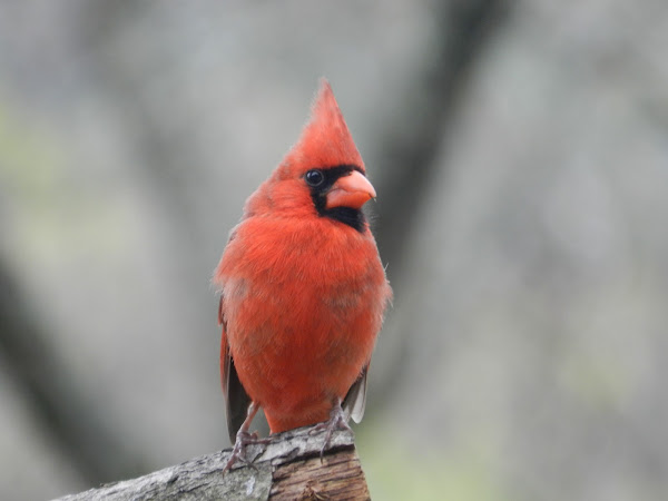 Northern Cardinal | Project Noah