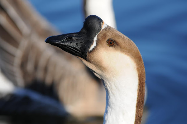 Brown Chinese goose (domestic) | Project Noah
