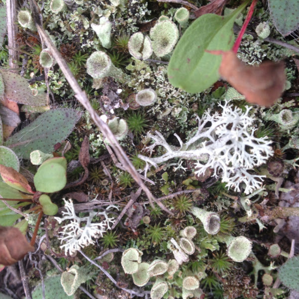 Pixie cup lichen | Project Noah