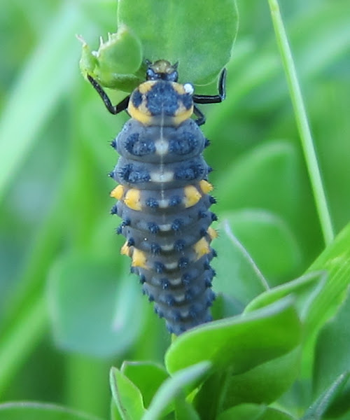 Seven-Spotted Ladybug Larvae | Project Noah