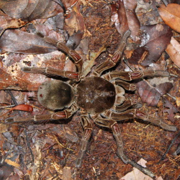 Goliath Bird Eating-spider | Project Noah