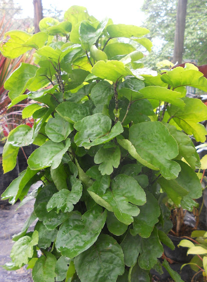 Millonaria | Project Noah