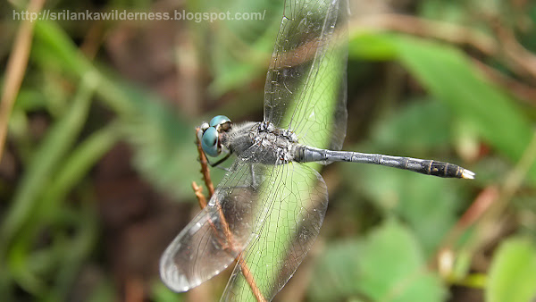 Chalky Percher | Project Noah