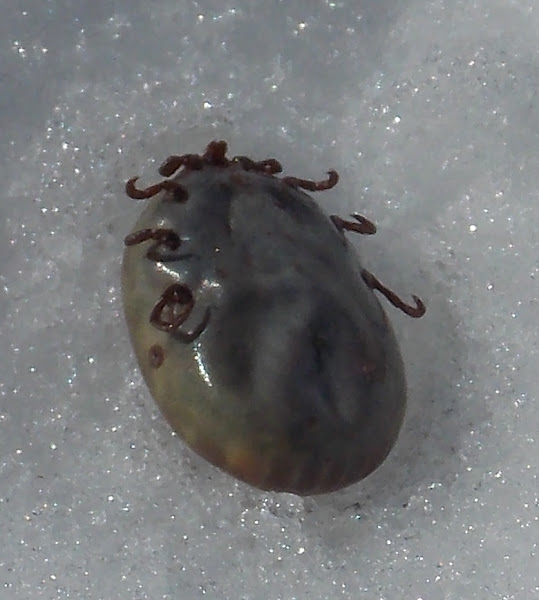 Moose Ticks | Project Noah