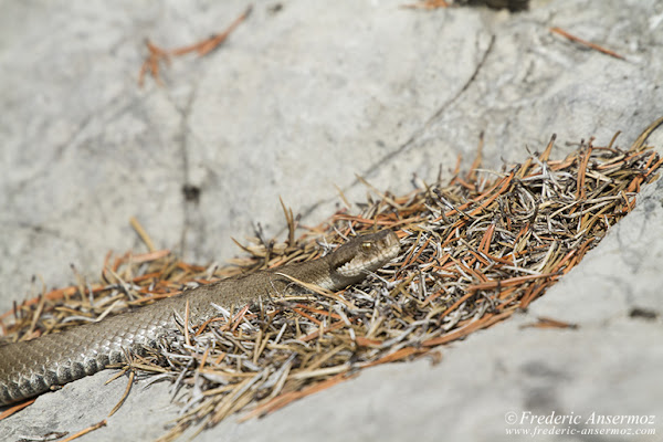 Aspic Viper | Project Noah