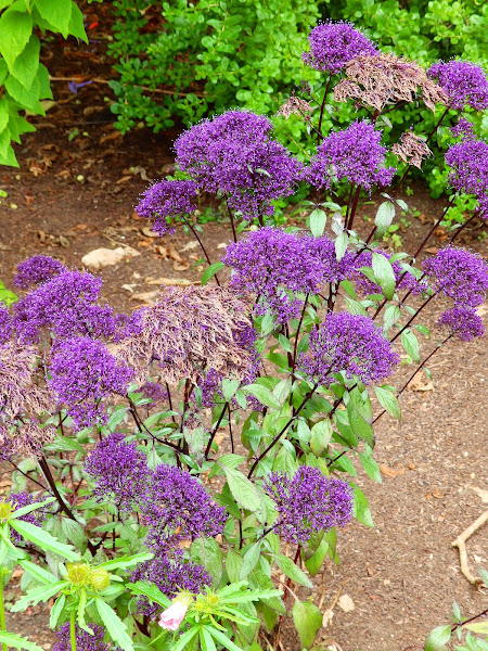 Blue throatwort | Project Noah