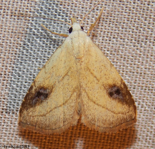 Spotted Grass Moth | Project Noah