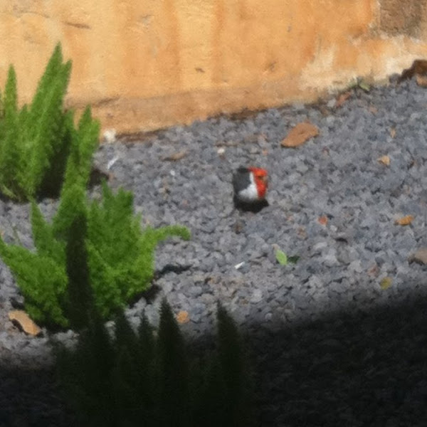 red crested cardinal | Project Noah