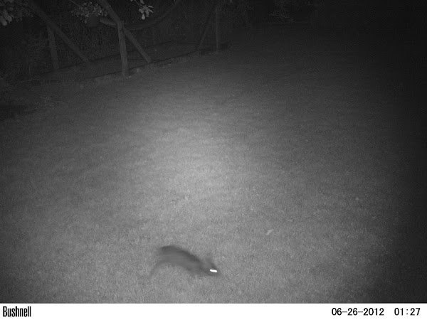 rabbit | Project Noah