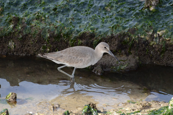 Willet | Project Noah