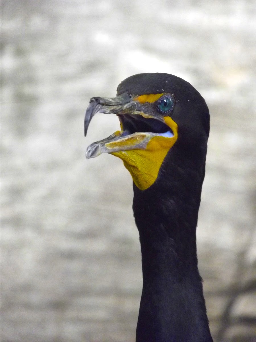 Great cormorant | Project Noah