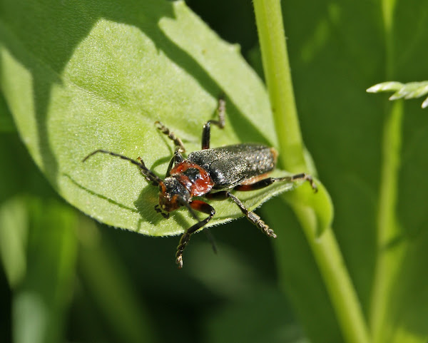 Common Soldier Beetle | Project Noah
