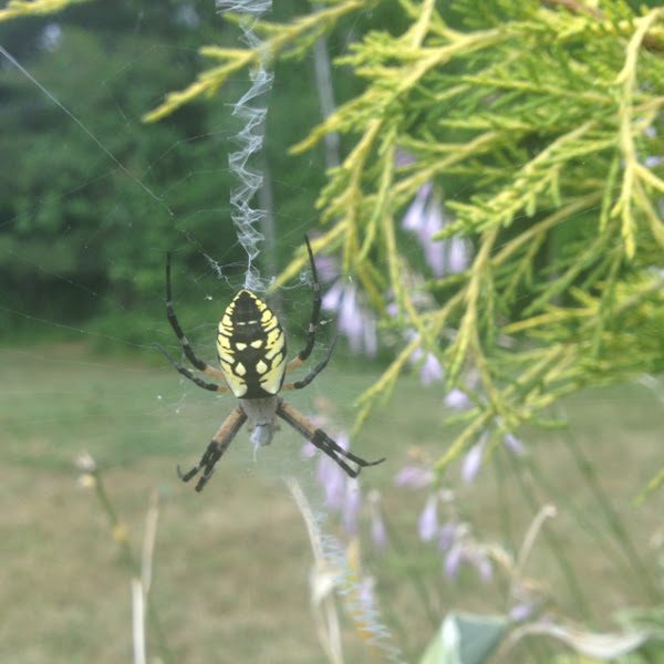 Garden Spider | Project Noah