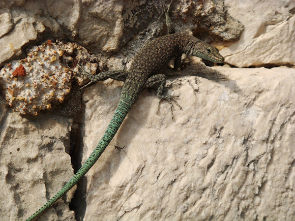 Sharp-snouted Rock Lizard | Project Noah