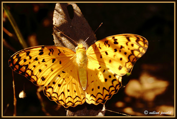 Common Leopard | Project Noah