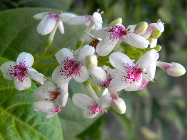 yellow-vein eranthemum, golden pseuderanthemum | Project Noah