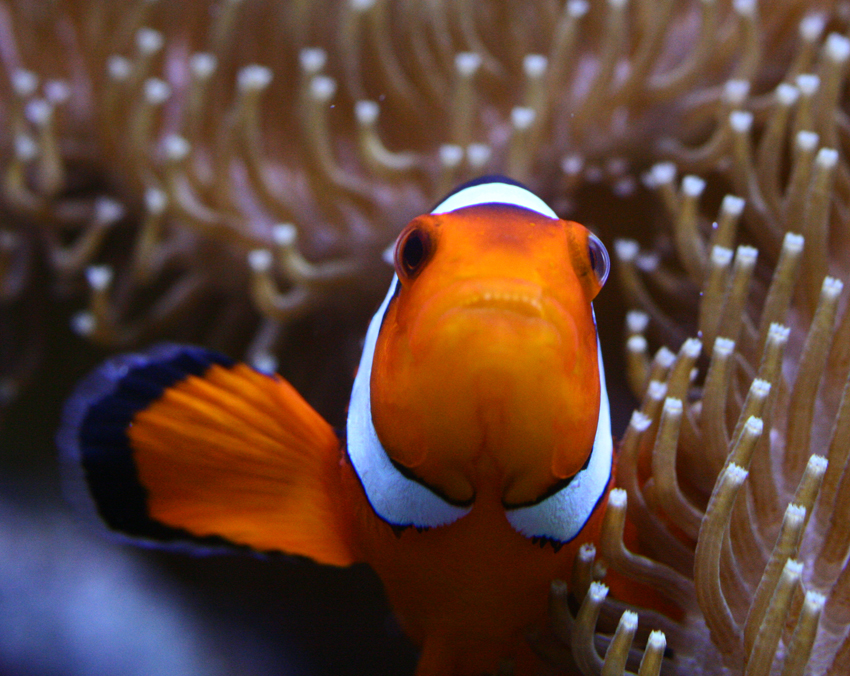 Percula clownfish | Project Noah