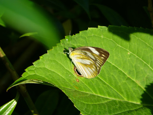 Striped Albatross (female) | Project Noah