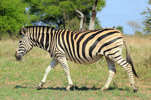 Burchell's Zebra | Project Noah