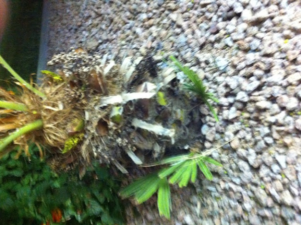 True Date Palm Tree | Project Noah