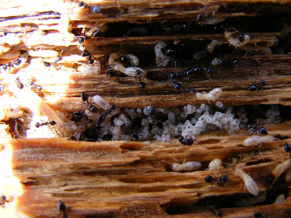 Eastern Subterranean Termite interaction with Ant Invasion | Project Noah
