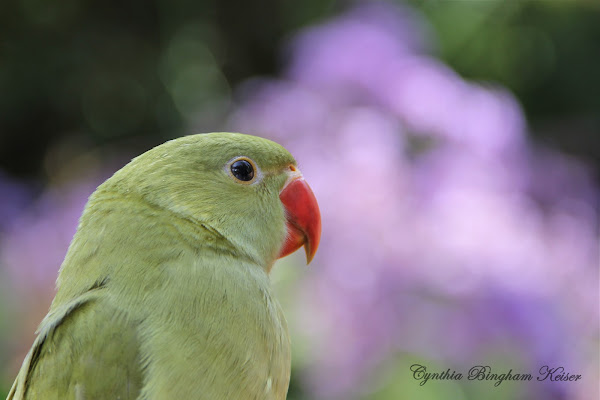 Rose-ringed Parakeet (Juvenile) | Project Noah