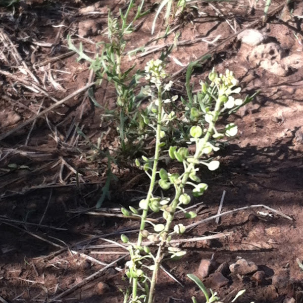 common pepperweed | Project Noah