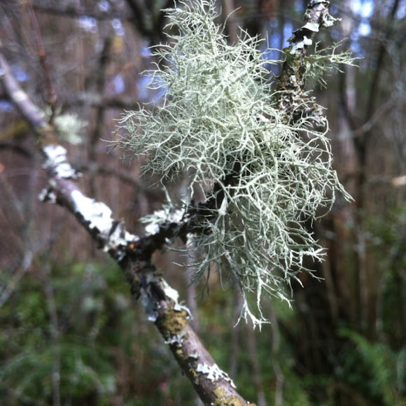 Usnea | Project Noah