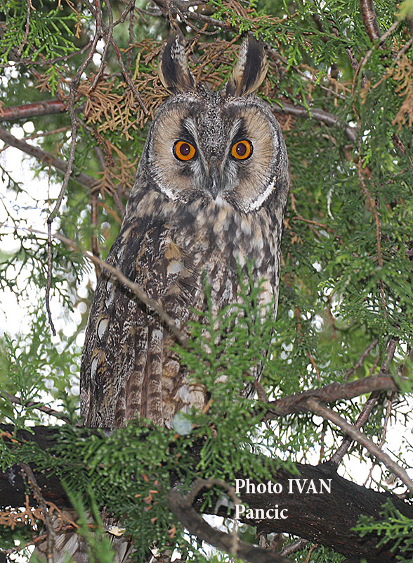 Long-eared Owl | Project Noah