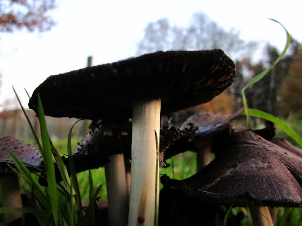 common ink cap or inky cap | Project Noah