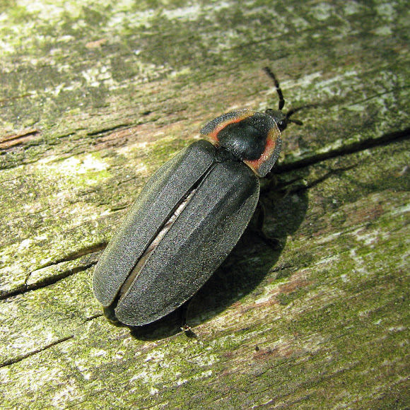 Winter Firefly | Project Noah