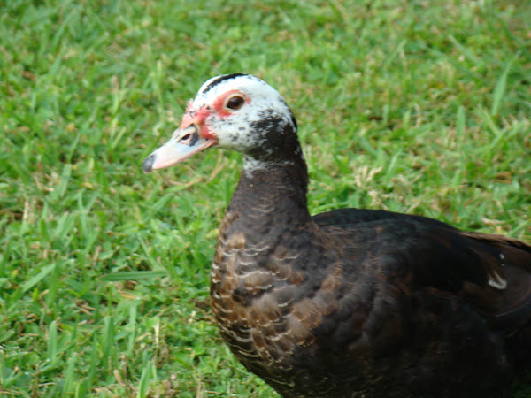Domesticated Muscovy Duck | Project Noah