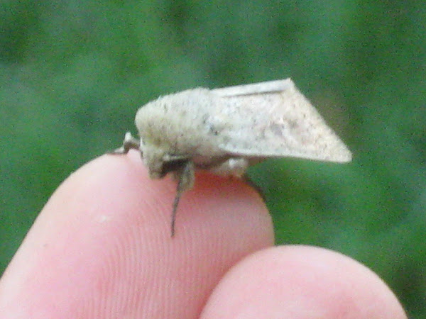 Unarmed Wainscot Moth | Project Noah