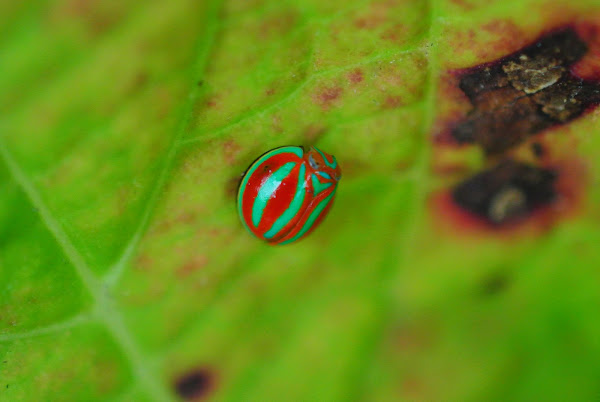 Issid Planthopper | Project Noah