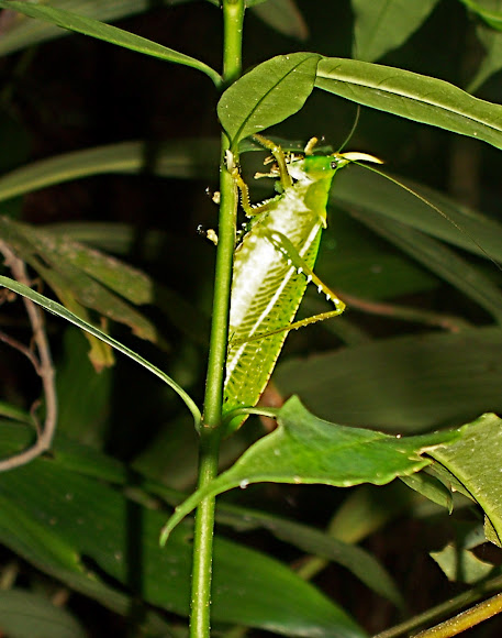 Cone-Headed Katydid | Project Noah