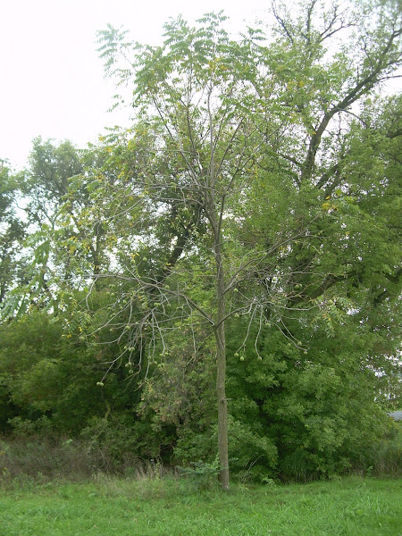 Black walnut | Project Noah