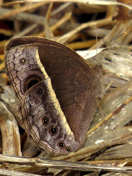 Common bush brown | Project Noah