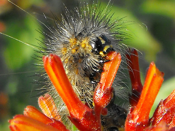 Salt Marsh Moth (Caterpillar) | Project Noah