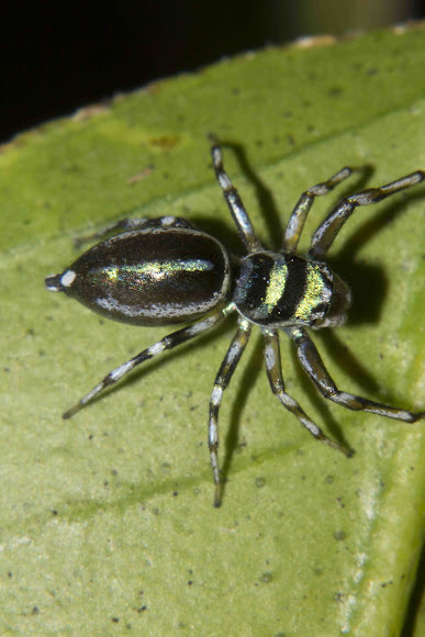 Banded Metallic-green Jumping Spider | Project Noah