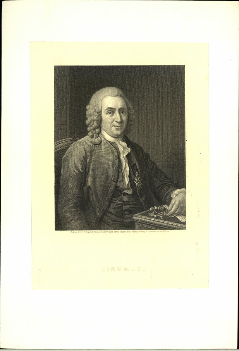 Carl Linnaeus — Google Arts & Culture