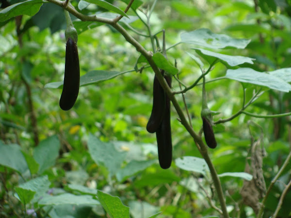 Eggplant | Project Noah