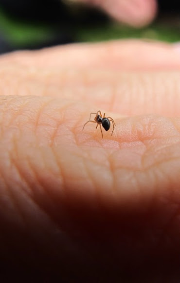 Very tiny spider | Project Noah