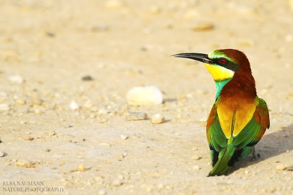 European Bee-Eater | Project Noah