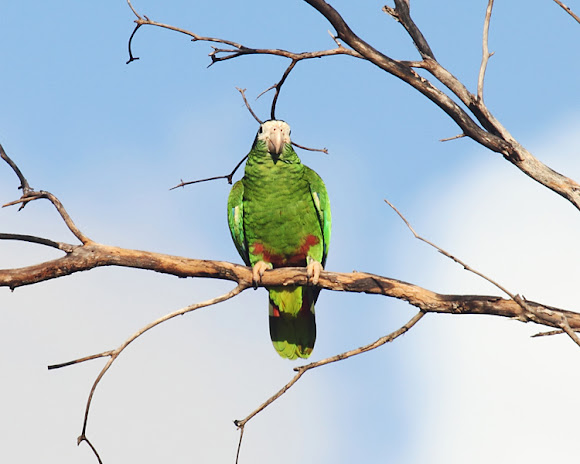 Hispaniolan Parrot | Project Noah